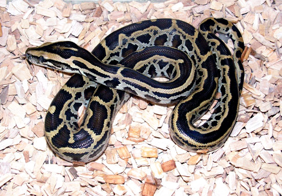 Python Molure (python Indien)