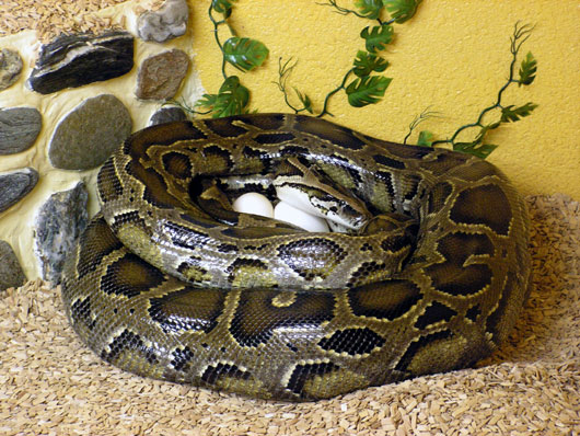 Python Molure (python Indien)