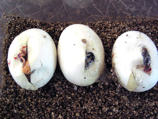 Python Molure (python Indien)