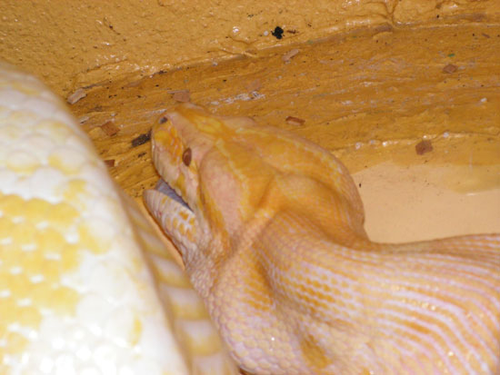 Python molure albinos